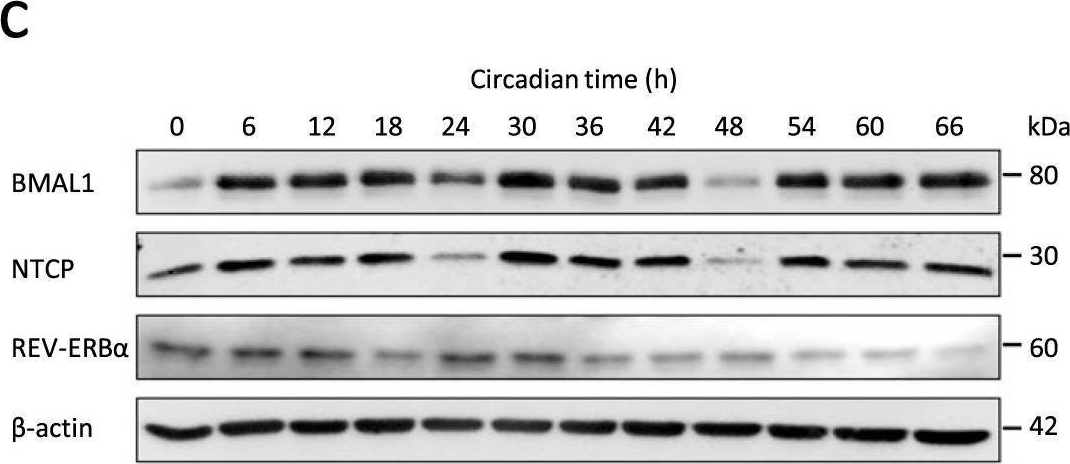 NR1D1 antibodies - Antibody search engine - CiteAb