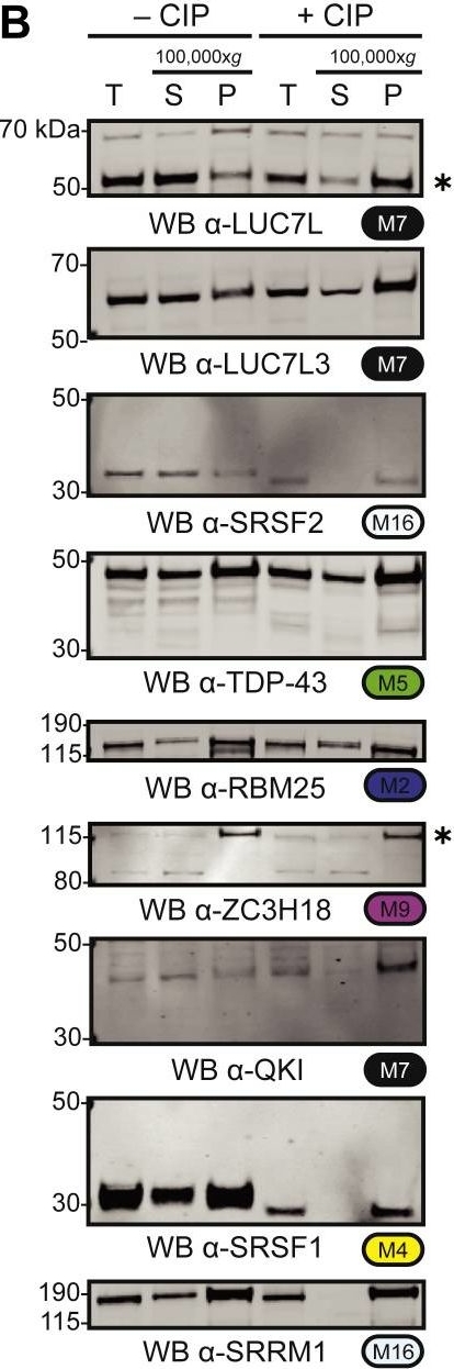 Srrm1 antibodies - Antibody search engine - CiteAb