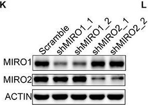 miro2 antibodies - Antibody search engine - CiteAb