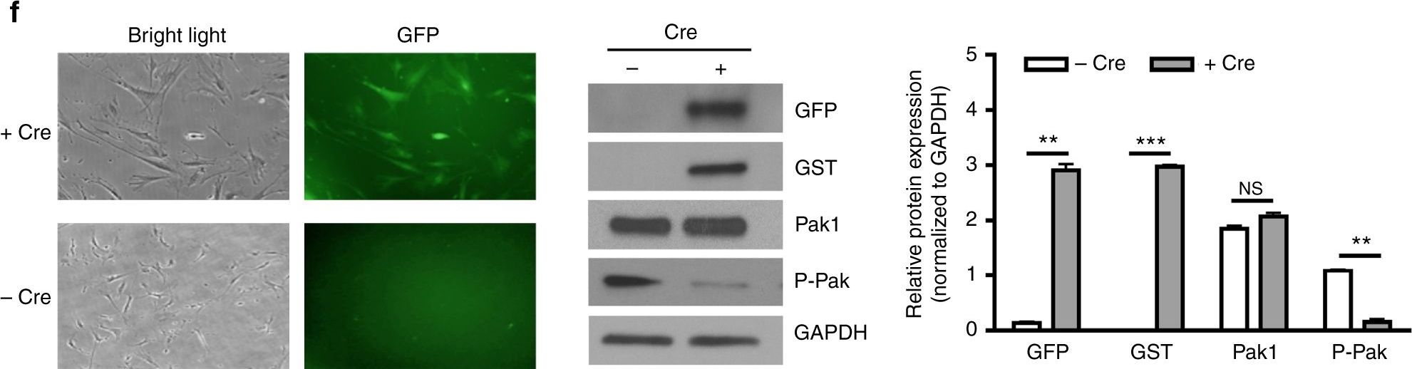 Cdc42 antibodies - Antibody search engine - CiteAb