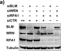WRN antibodies - Antibody search engine - CiteAb