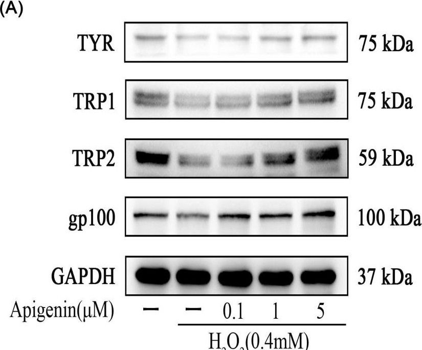 TYRP1 antibodies - Antibody search engine - CiteAb