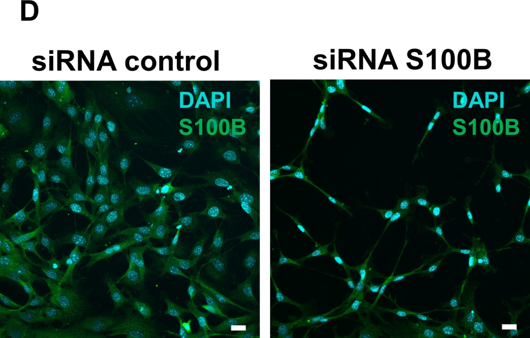 S100B antibodies - Antibody search engine - CiteAb