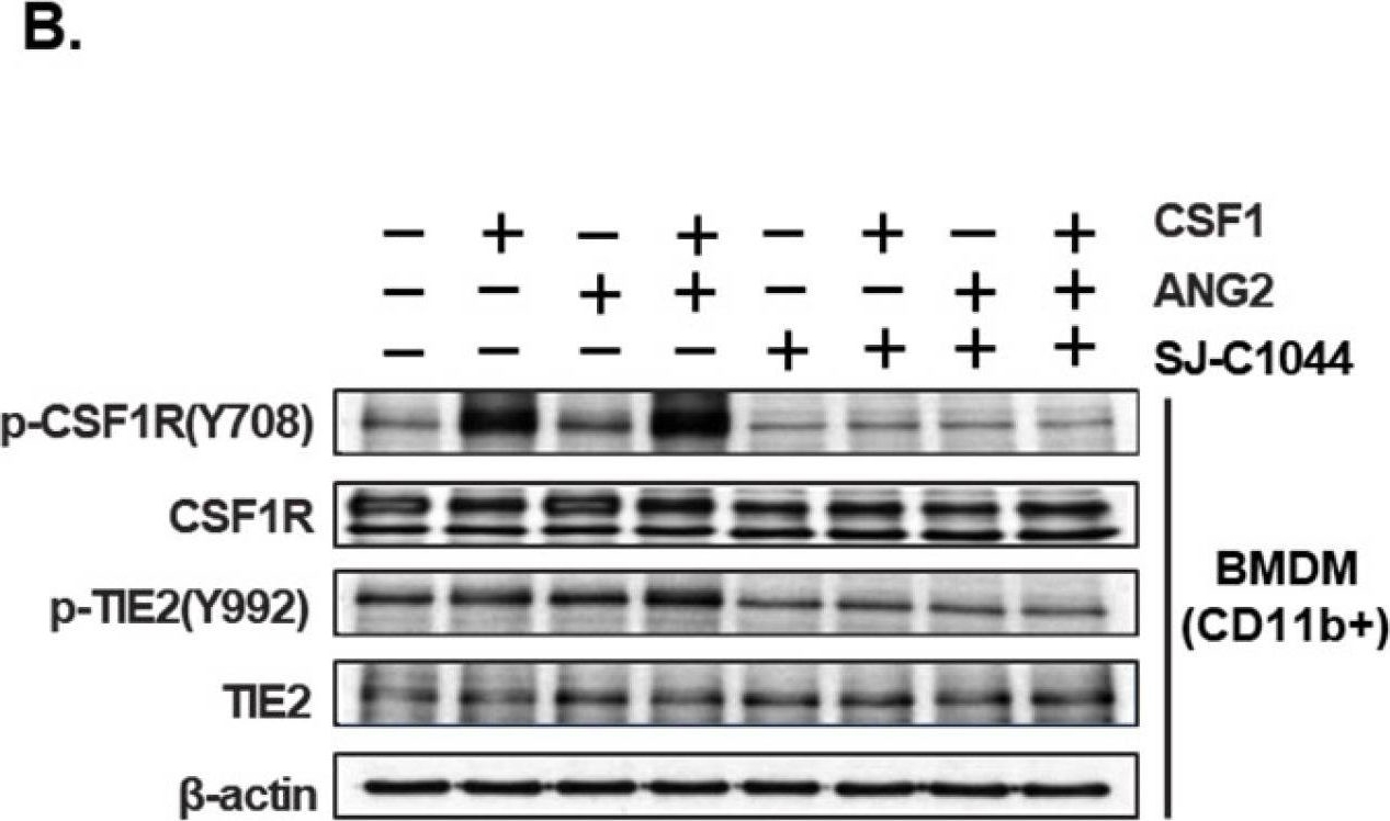 CSF1R antibodies - Antibody search engine - CiteAb