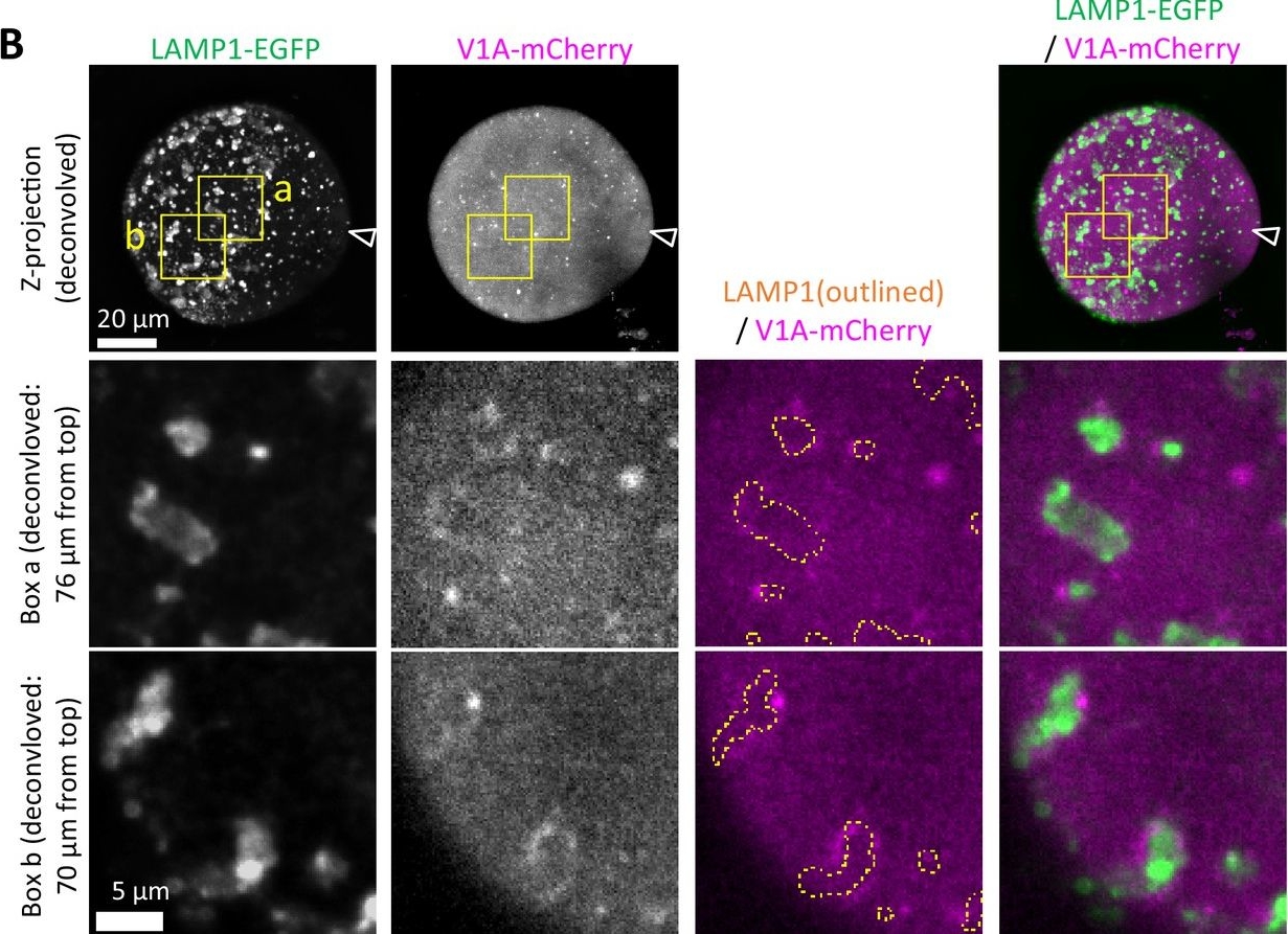 LAMP1 antibodies - Antibody search engine - CiteAb