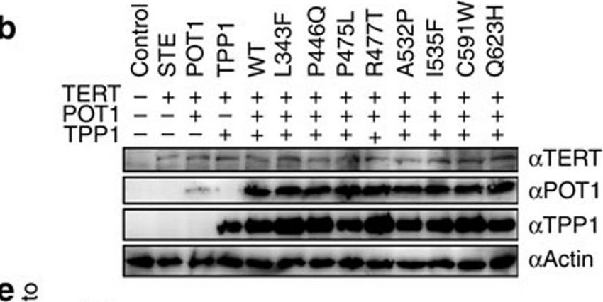 POT1 antibodies - Antibody search engine - CiteAb