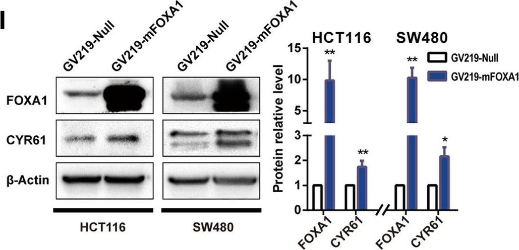 CYR61 antibodies - Antibody search engine - CiteAb