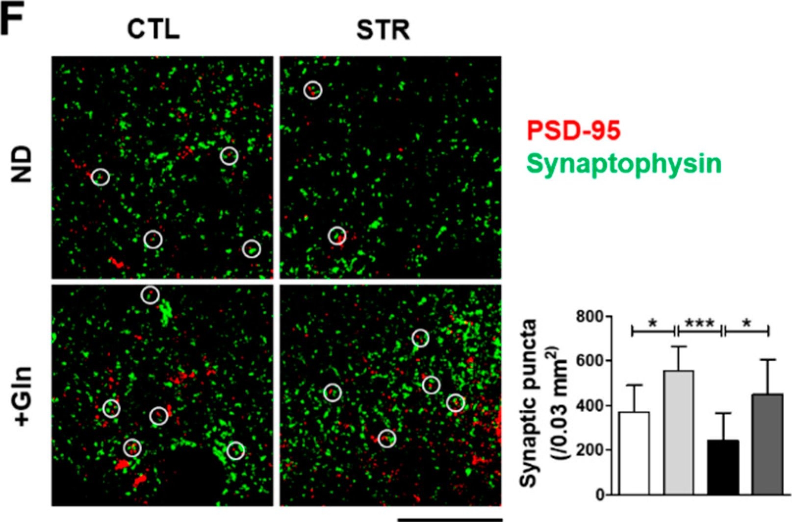 PSD95 antibodies - Antibody search engine - CiteAb