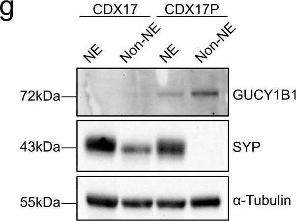 SYP antibodies - Antibody search engine - CiteAb