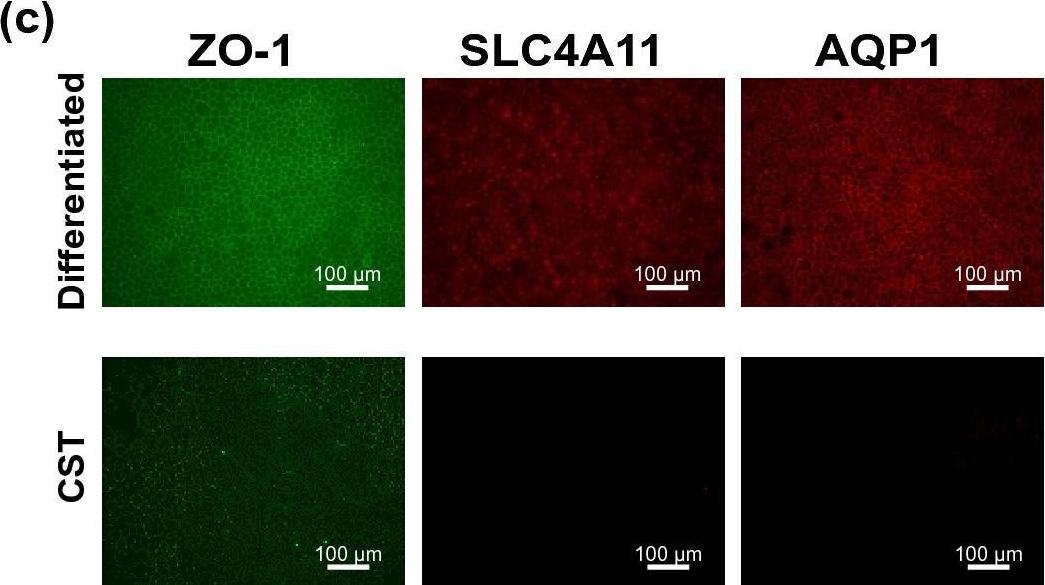 SLC16A1 antibodies - Antibody search engine - CiteAb