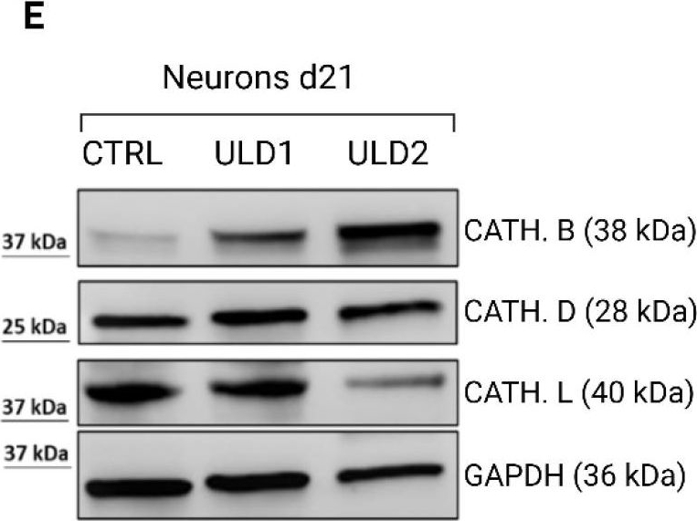 ctsb antibodies - Antibody search engine - CiteAb
