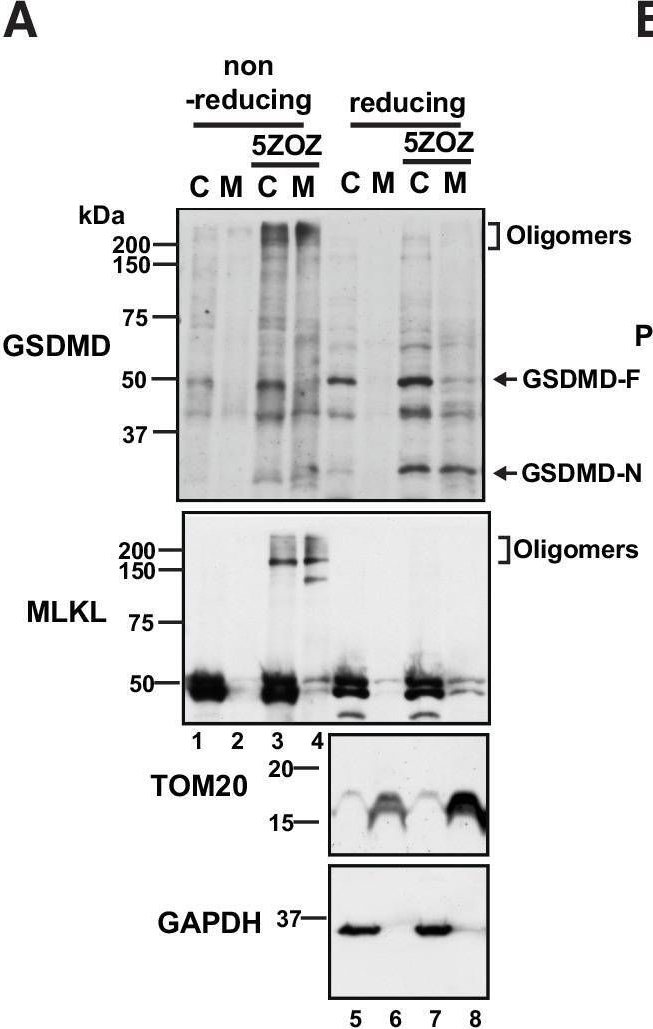 TOM20 antibodies - Antibody search engine - CiteAb