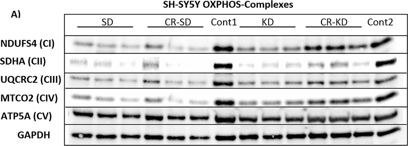ATP5F1A antibodies - Antibody search engine - CiteAb