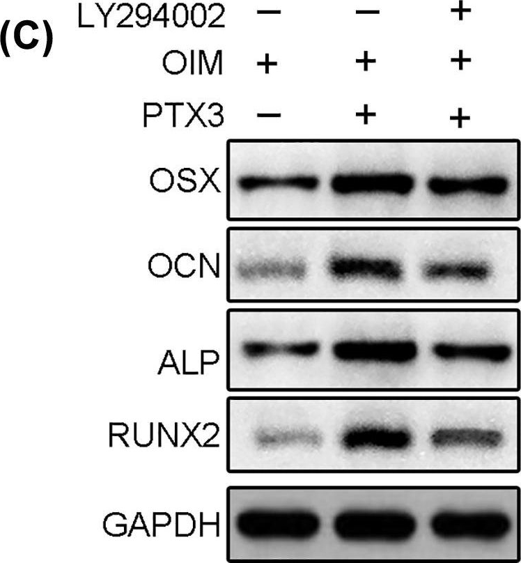 RUNX2 antibodies - Antibody search engine - CiteAb