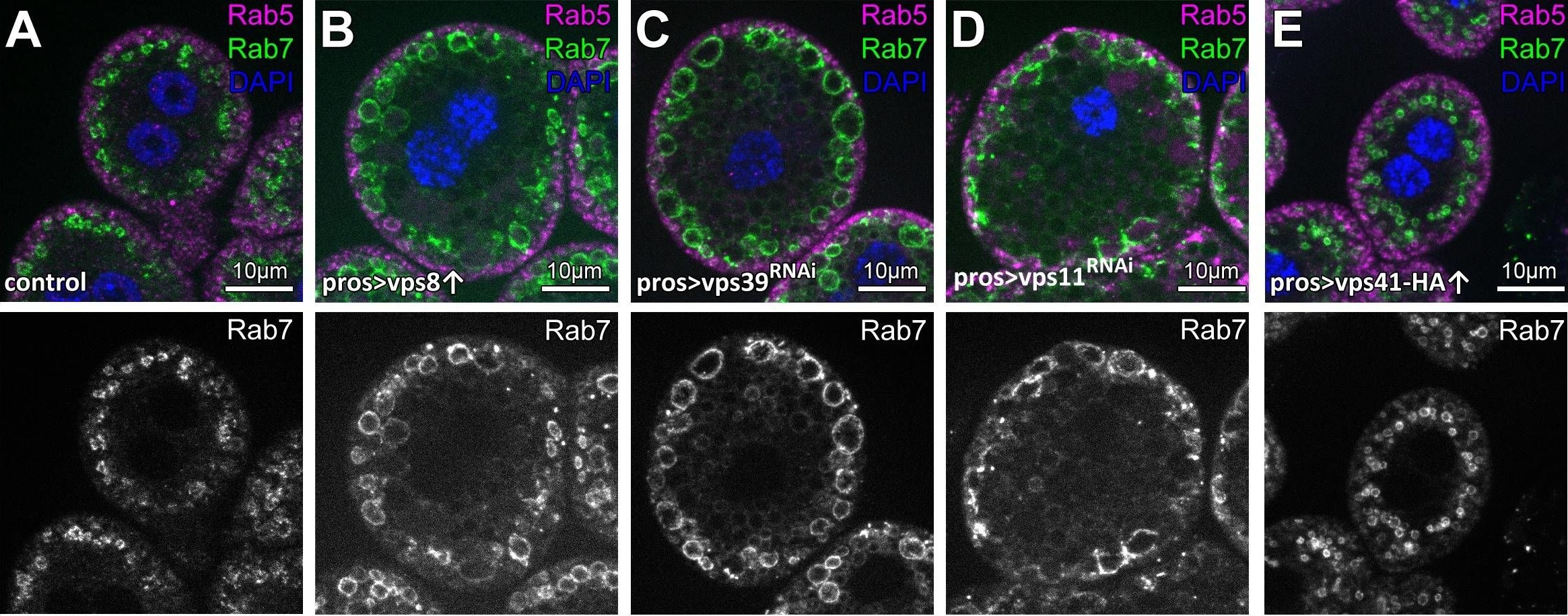 RAB7 antibodies - Antibody search engine - CiteAb