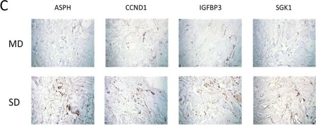 IGFBP3 antibodies - Antibody search engine - CiteAb