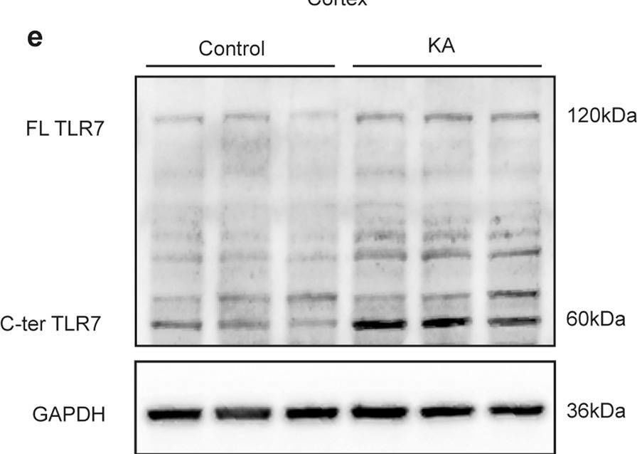 TLR7 antibodies - Antibody search engine - CiteAb
