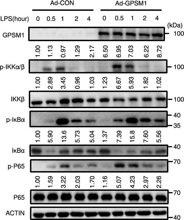 IKBa antibodies - Antibody search engine - CiteAb