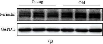 Postn antibodies - Antibody search engine - CiteAb