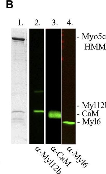 MYL6 antibodies - Antibody search engine - CiteAb