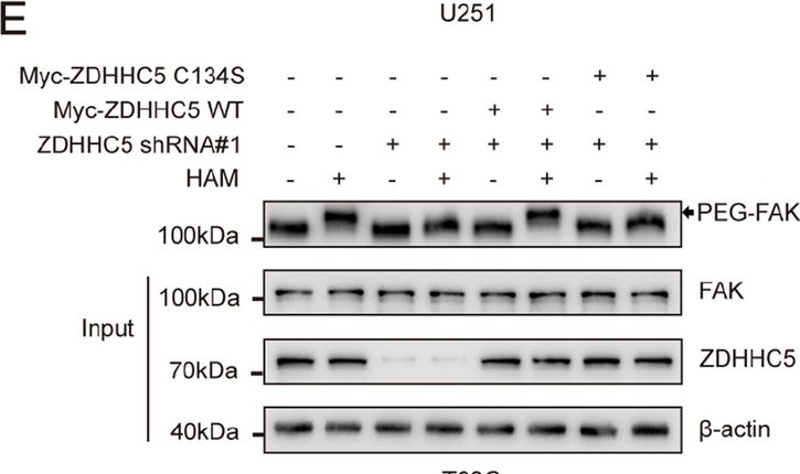 ZDHHC5 antibodies - Antibody search engine - CiteAb