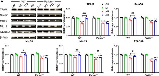 SAMM50 antibodies - Antibody search engine - CiteAb