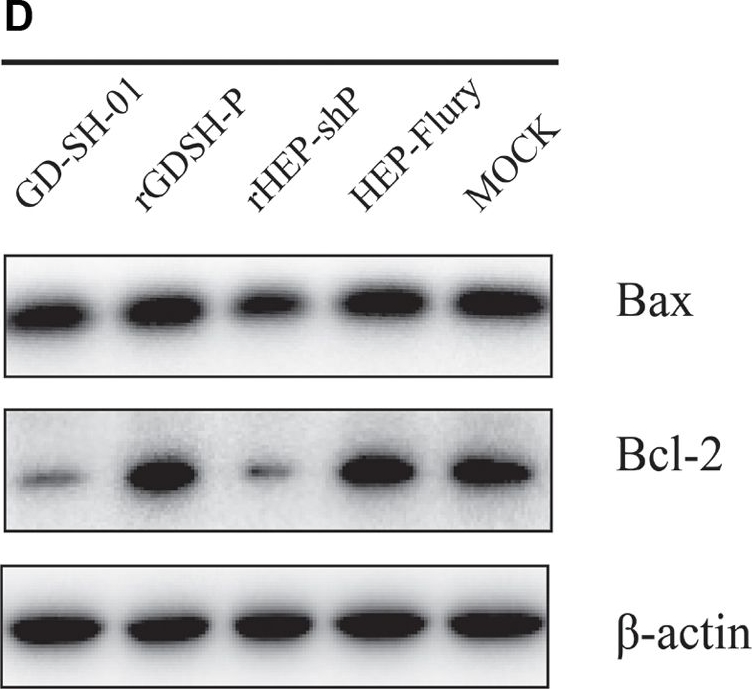 BAX antibodies - Antibody search engine - CiteAb