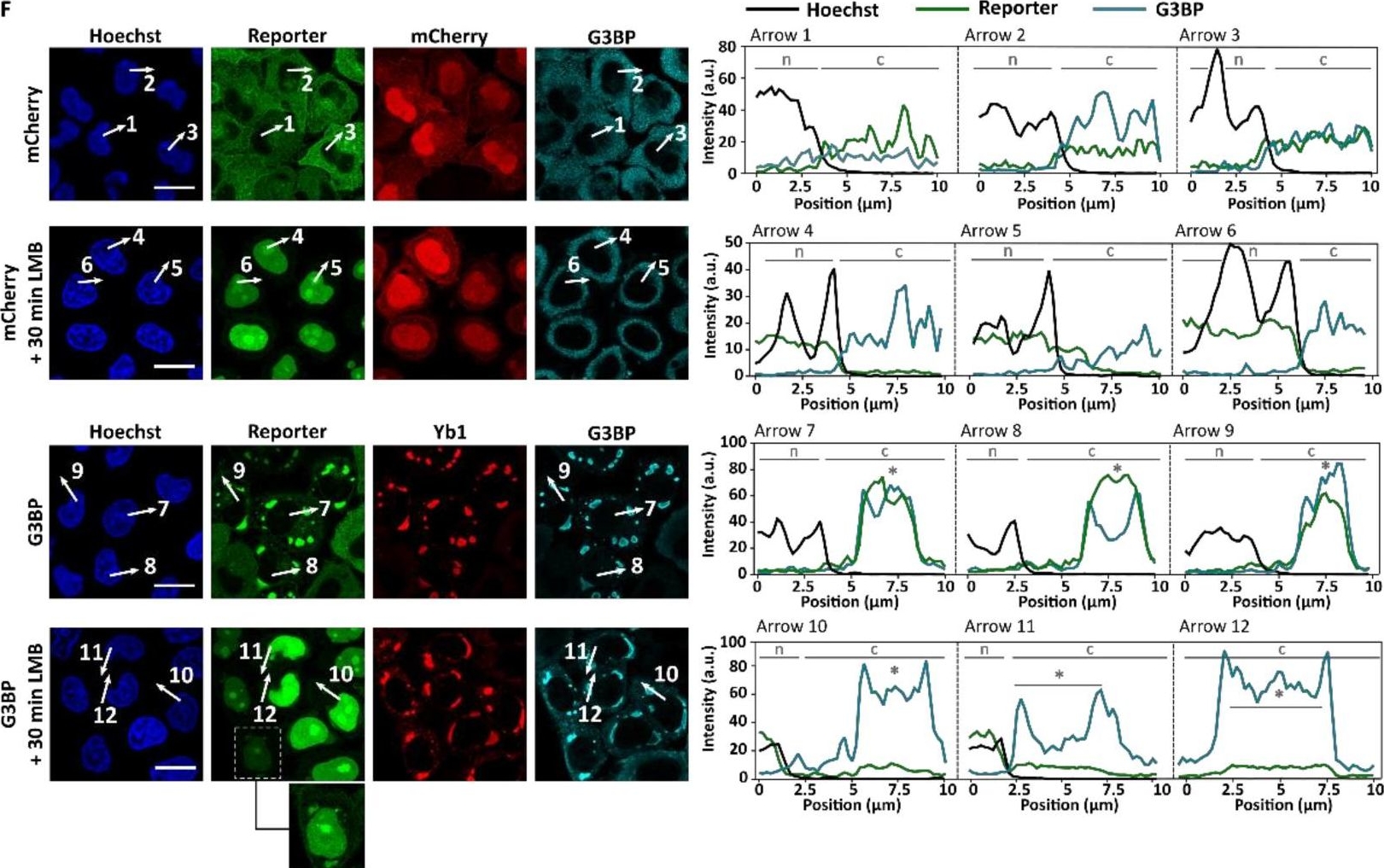 G3BP1 antibodies - Antibody search engine - CiteAb