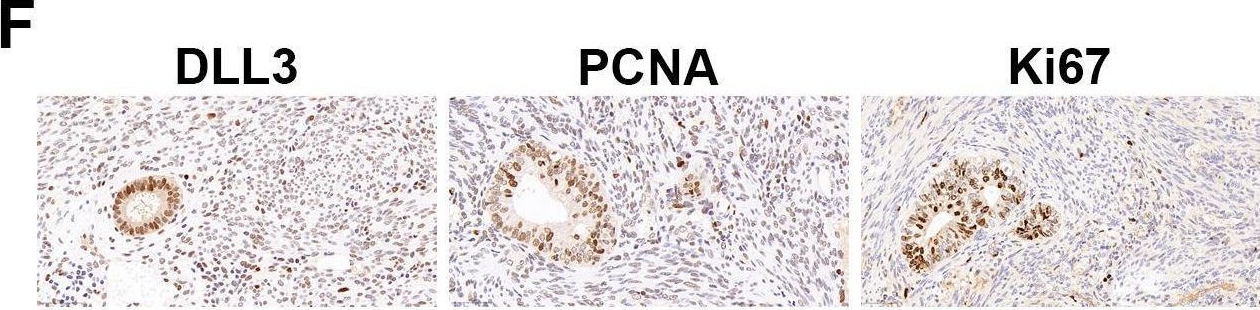 DLL3 antibodies - Antibody search engine - CiteAb