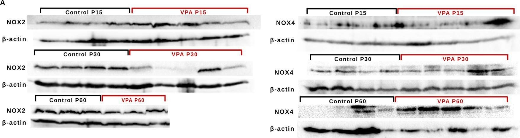 NOX2 antibodies - Antibody search engine - CiteAb