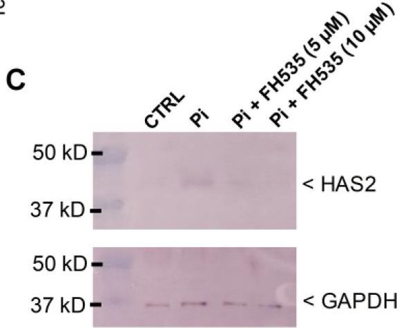HAS2 antibodies - Antibody search engine - CiteAb