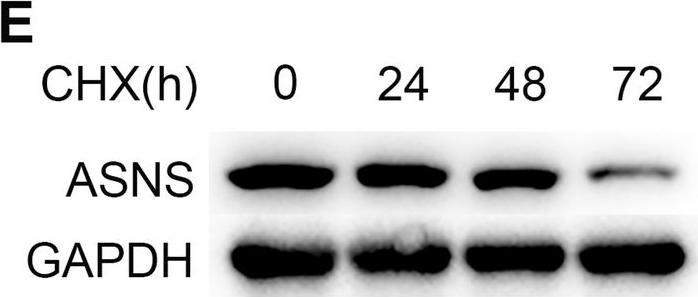 ASNS antibodies - Antibody search engine - CiteAb