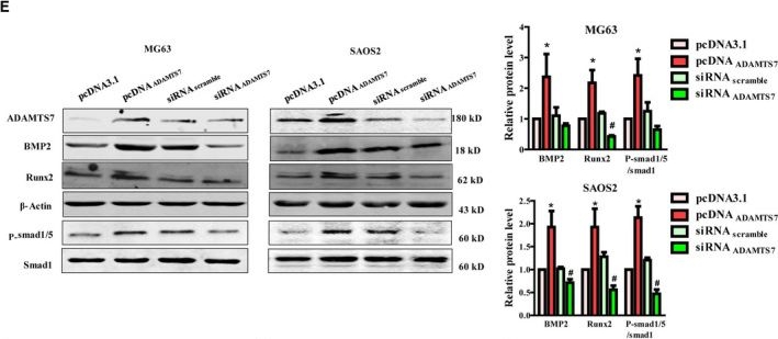 RUNX2 antibodies - Antibody search engine - CiteAb