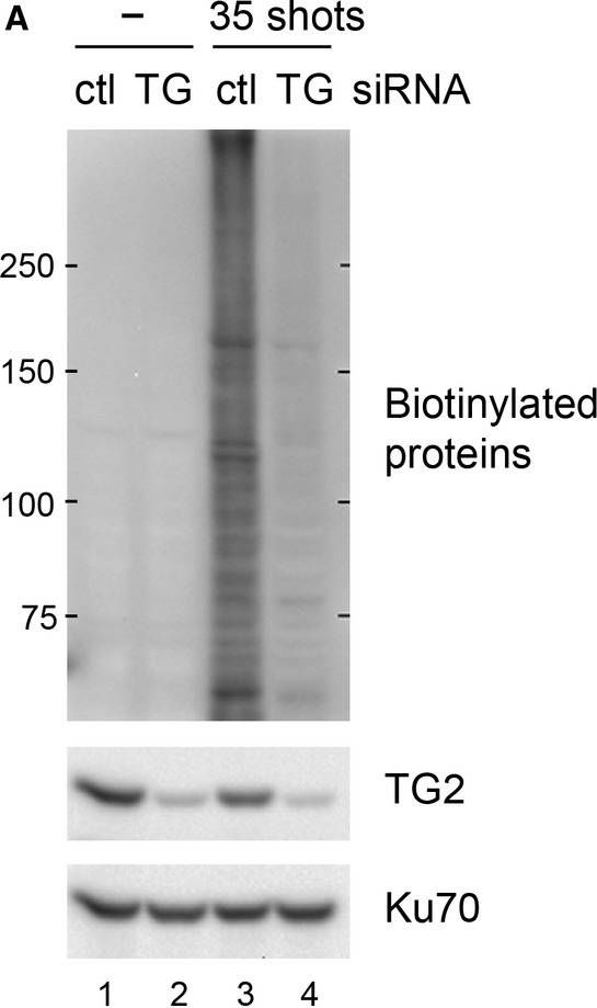 tgm2 antibodies - Antibody search engine - CiteAb