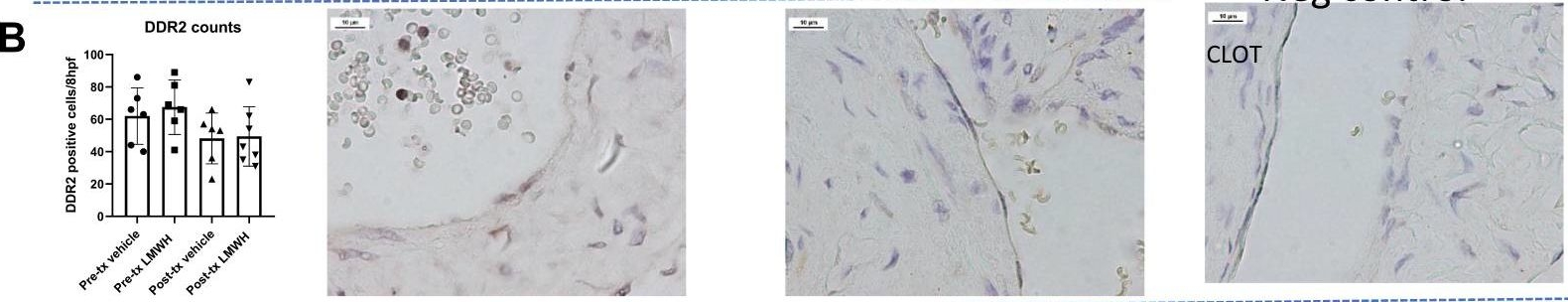 DDR2 antibodies - Antibody search engine - CiteAb