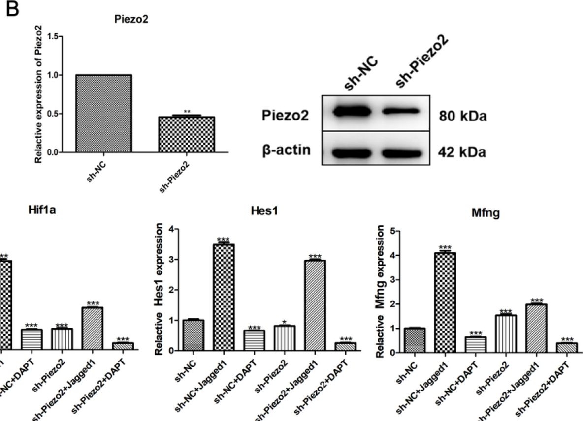 PIEZO2 antibodies - Antibody search engine - CiteAb