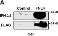 IFNL4 antibodies - Antibody search engine - CiteAb
