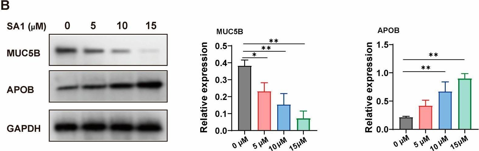 Muc5b antibodies - Antibody search engine - CiteAb