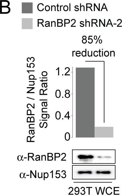 RanBP2 antibodies - Antibody search engine - CiteAb