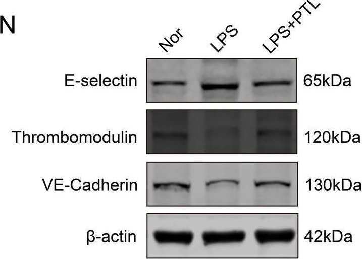 CD62E antibodies - Antibody search engine - CiteAb