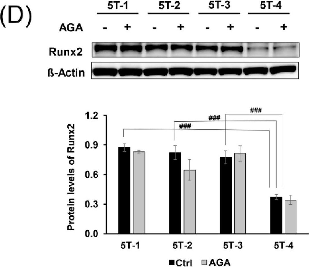 RUNX2 antibodies - Antibody search engine - CiteAb
