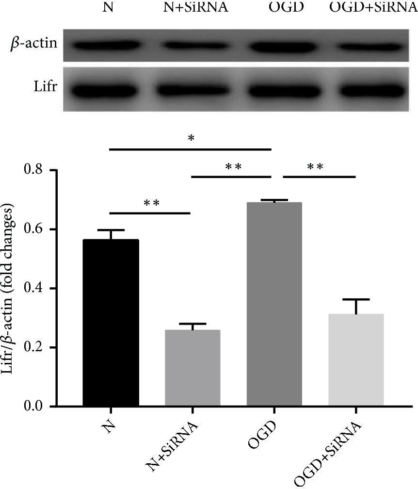 LIFR antibodies - Antibody search engine - CiteAb