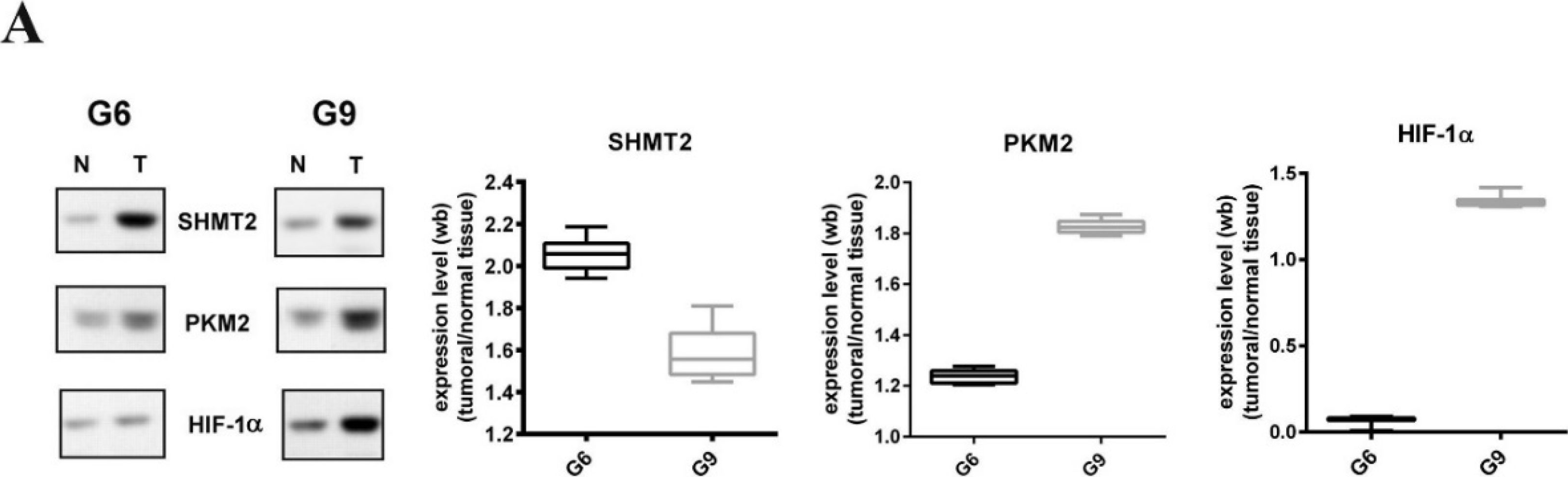 SHMT2 antibodies - Antibody search engine - CiteAb