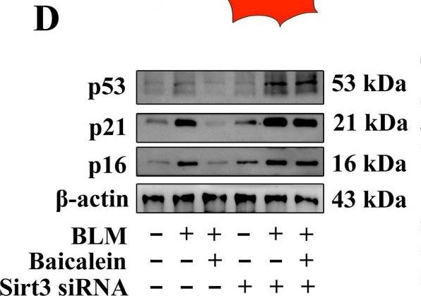 P16 antibodies - Antibody search engine - CiteAb
