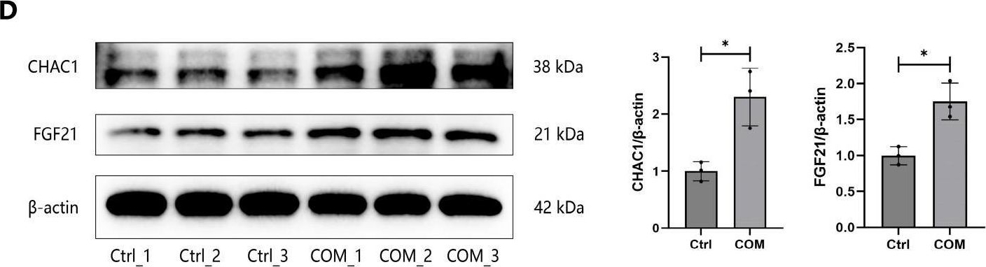 FGF21 antibodies - Antibody search engine - CiteAb