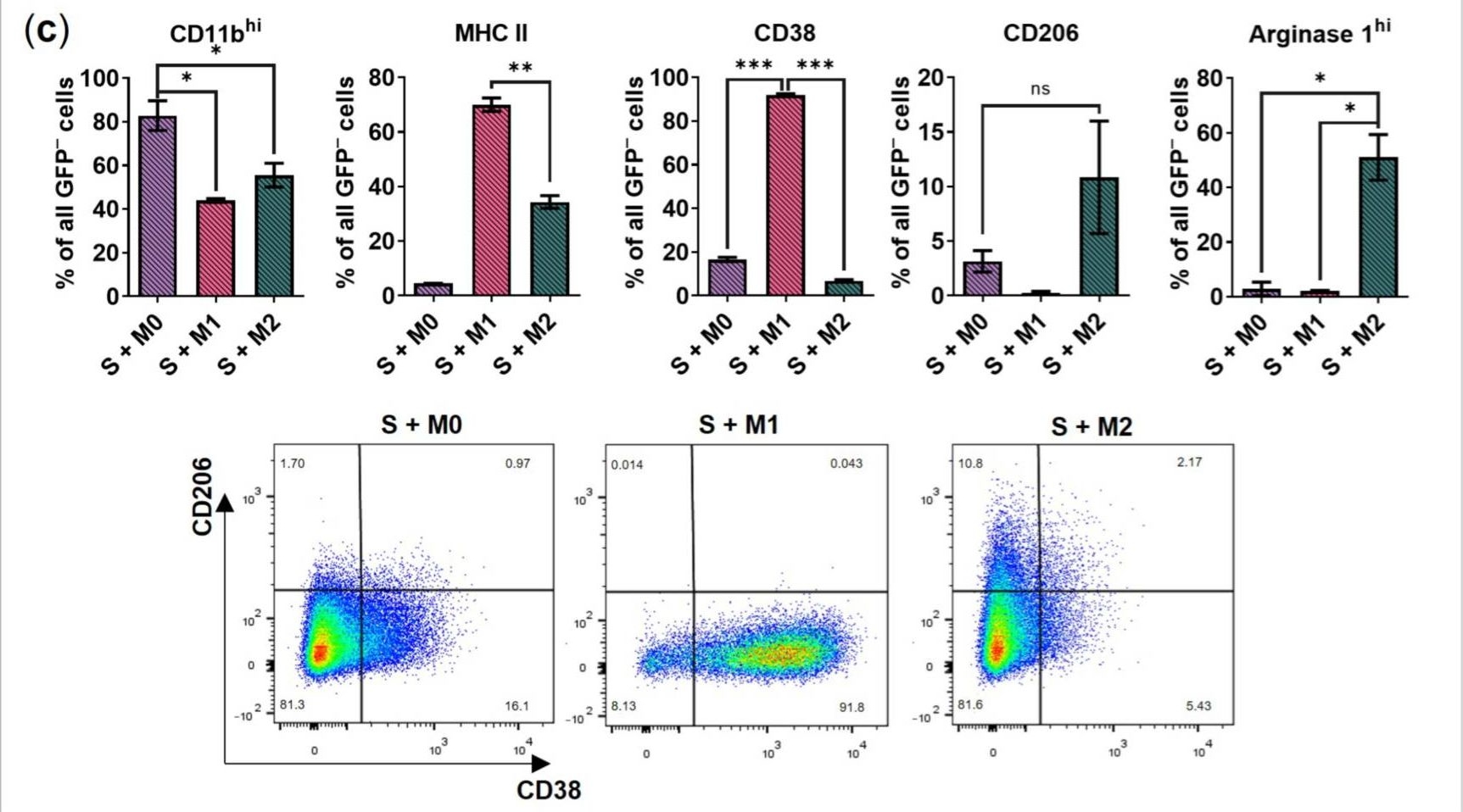 CD206 antibodies - Antibody search engine - CiteAb