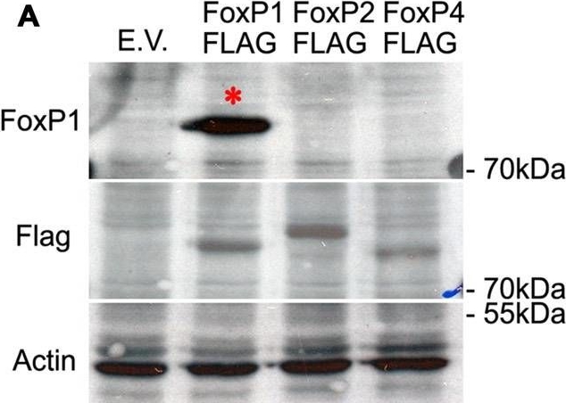 Foxp1 antibodies - Antibody search engine - CiteAb
