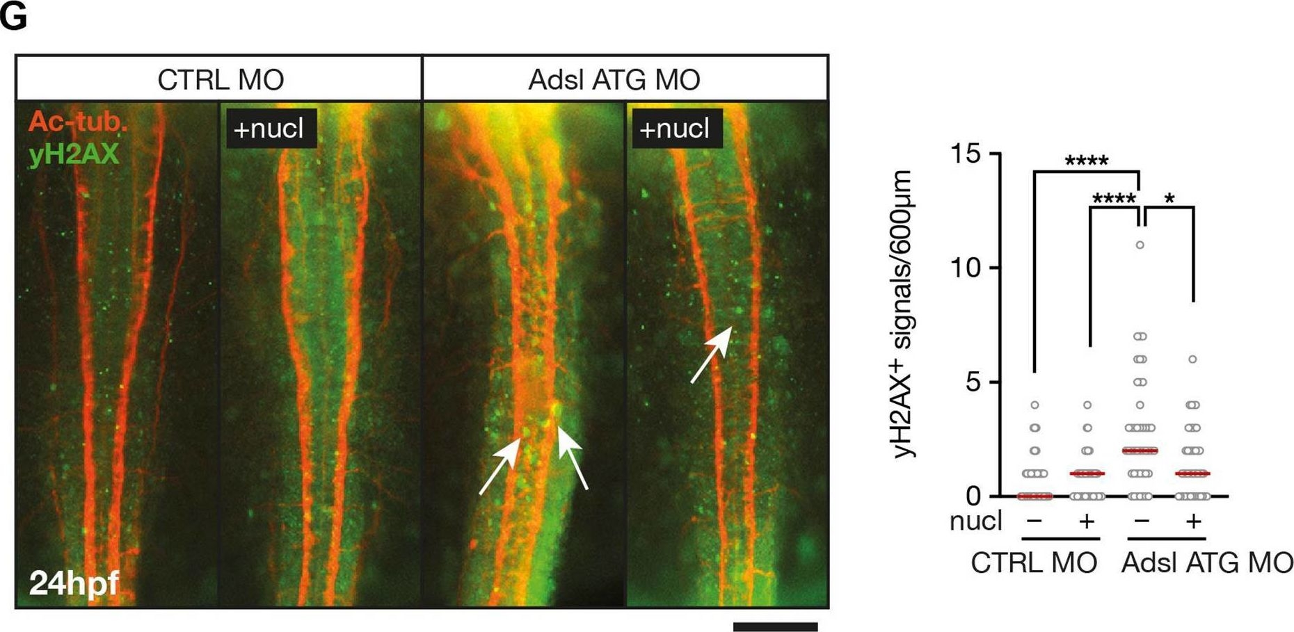 ADSL antibodies - Antibody search engine - CiteAb