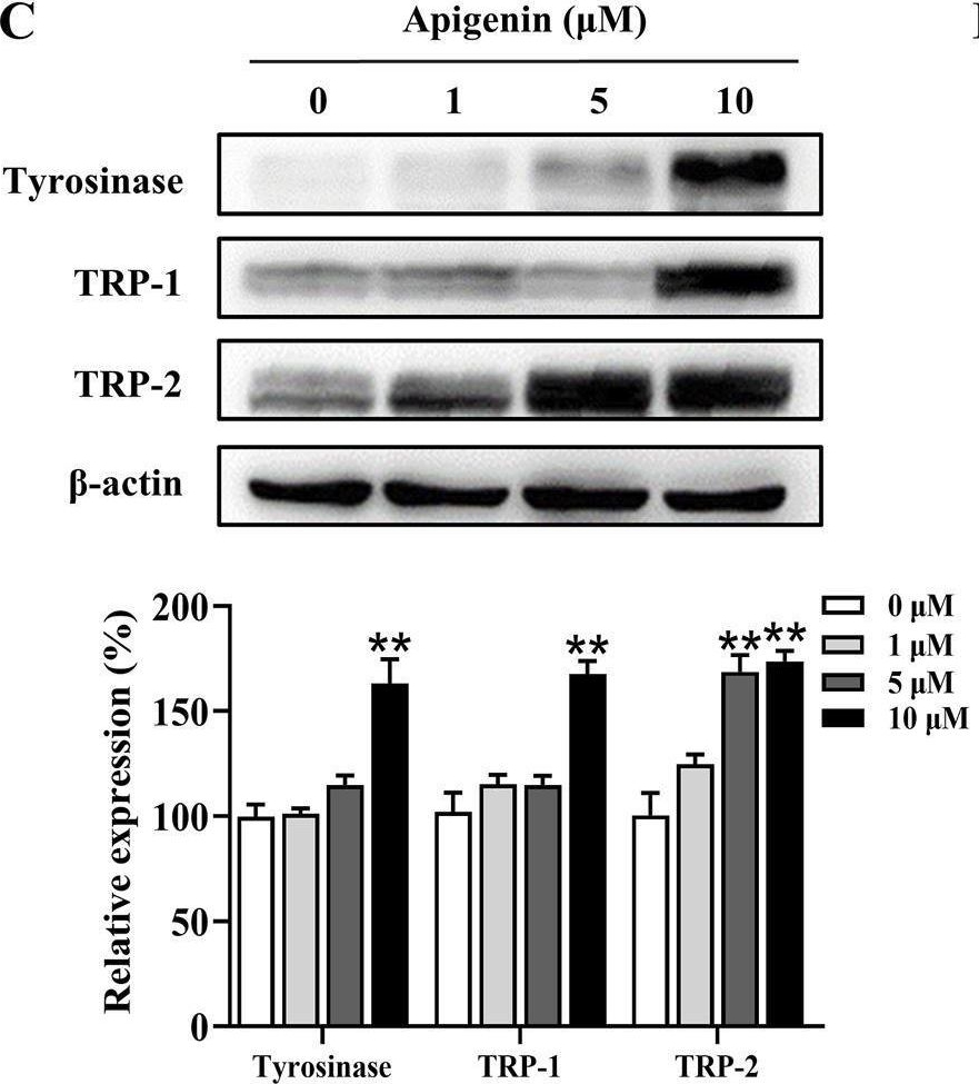 TYRP1 antibodies - Antibody search engine - CiteAb