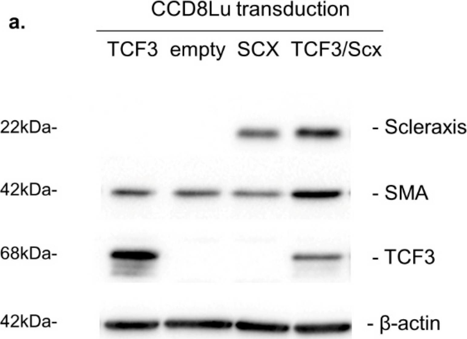 SCX antibodies - Antibody search engine - CiteAb
